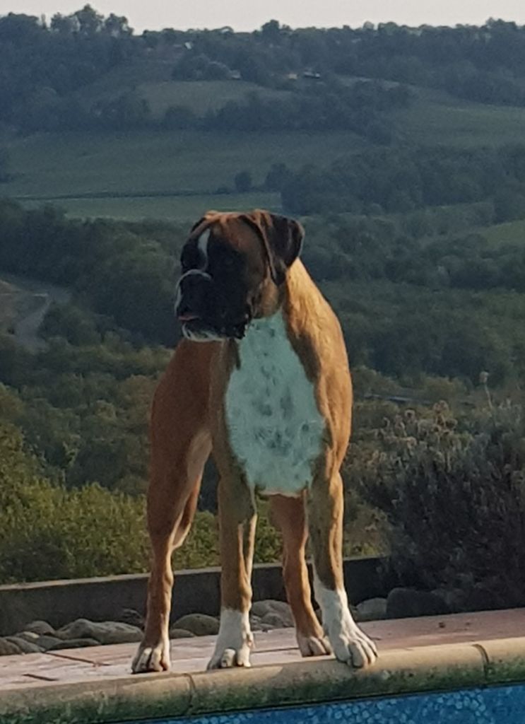 Accueil - Elevage Du Domaine De Valny - eleveur de chiens Boxer